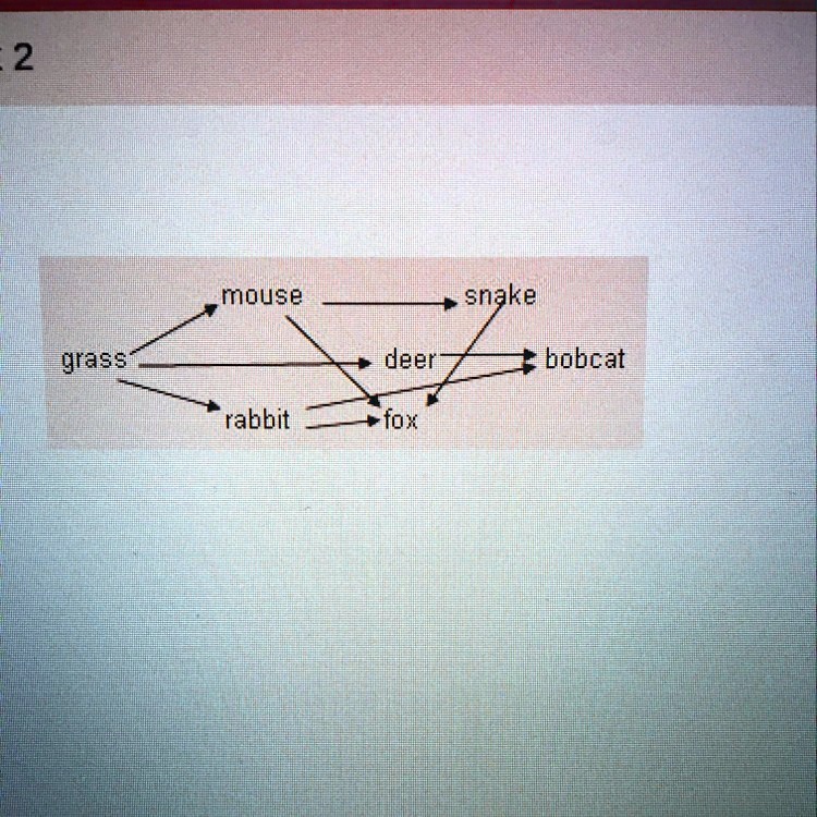 SOLVED: 'What is the role of the mouse? a) primary producer b)secondary ...