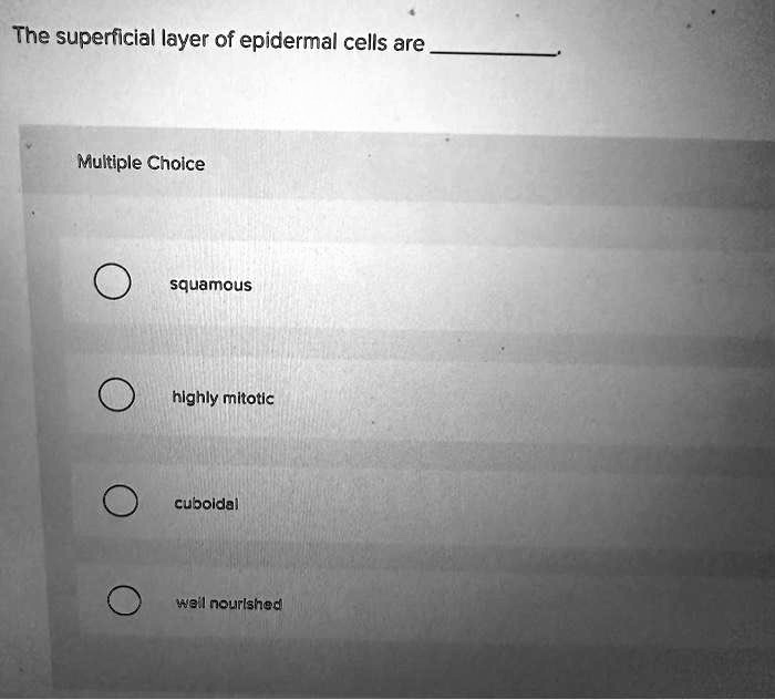 SOLVED: The superficial layer of epidermal cells is Multiple Choice squamous highly mitotic ...