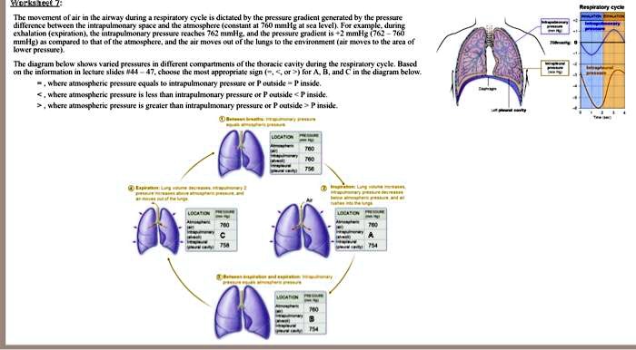 Solved Difference Between The Intrapulmonary Space And The Atmosphere Constant At 760 Mmhg At