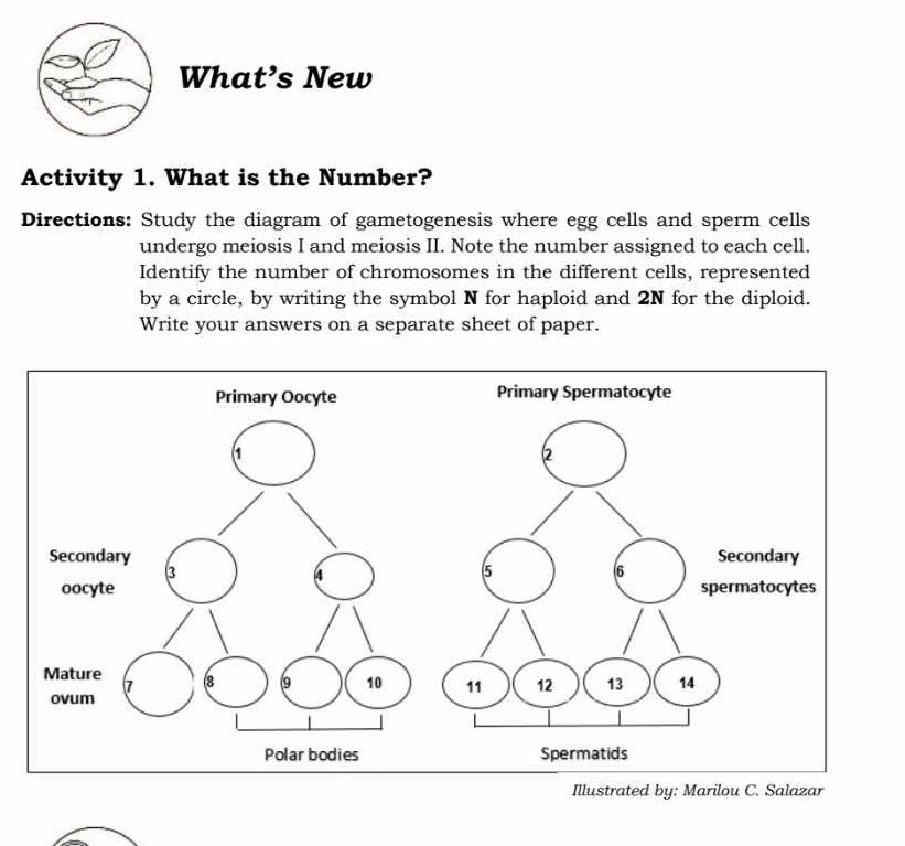 What's New Activity 1. What is the Number? Directions: Study the diagram of gametogenesis where ...