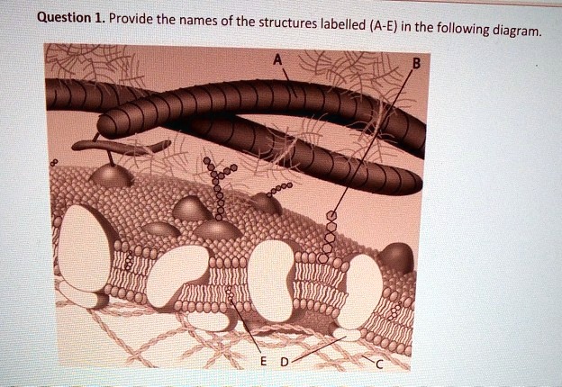 SOLVED: Question 1 Provide the names of the structures labelled (A-E ...