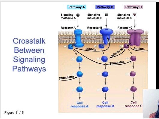 pathway pathway b pathway signaling molecule signaling molccule ...