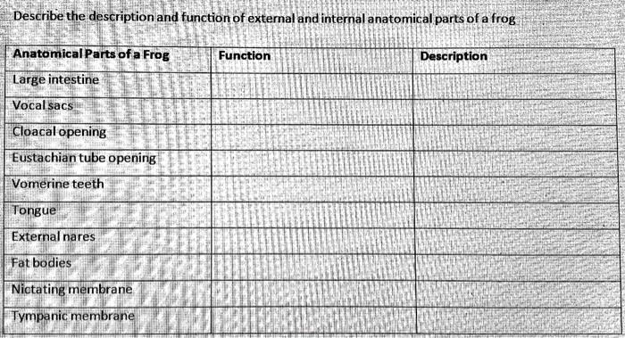 Describe the description and function of external and internal ...