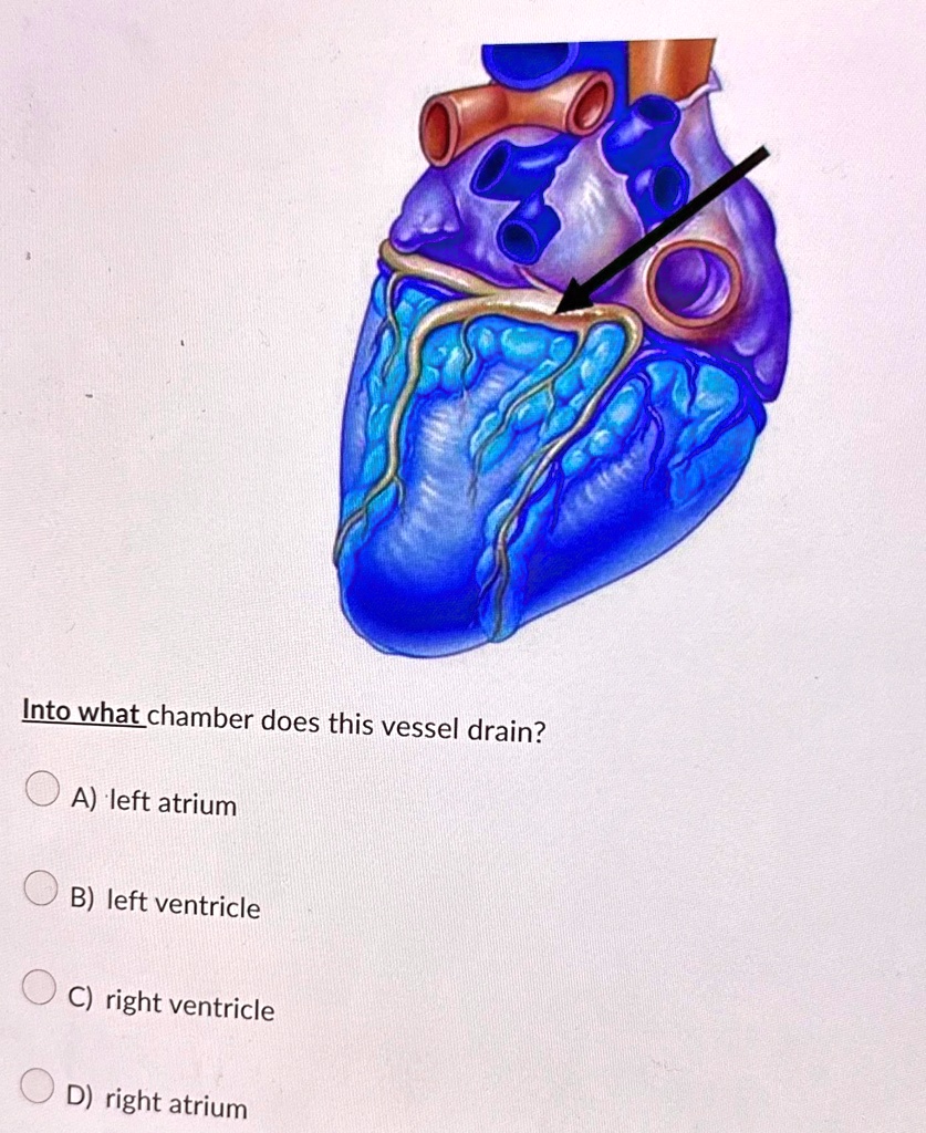 Into what chamber does this vessel drain? A) left atrium B) left ...