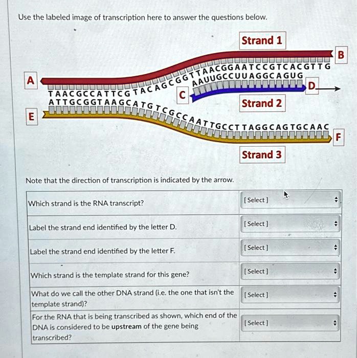 Use the labeled image of transcription here to answer the questions below. Strand 1 B ...
