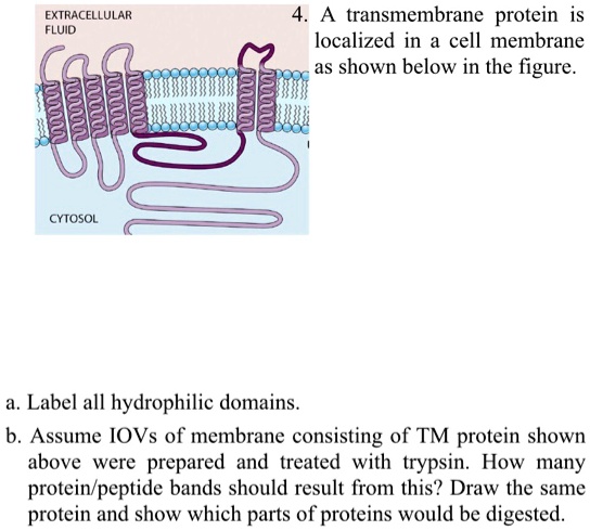 EXTRACELLULAR FLUID CYTOSOL 4. A transmembrane protein...