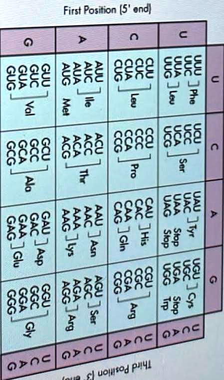 SOLVED: You want a yeast cell to secrete a spider's spidroin protein to ...