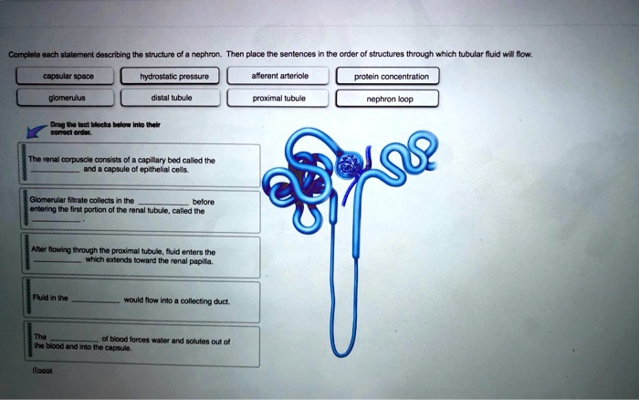 complete each statement describing the structure of a nephron then ... complete each statement describing the structure of a nephron then ...