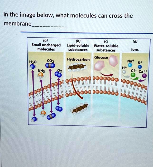 in the image below what molecules can cross the membrane a 6 d small ...