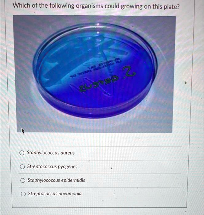 SOLVED: Which of the following organisms could growing on this plate ...