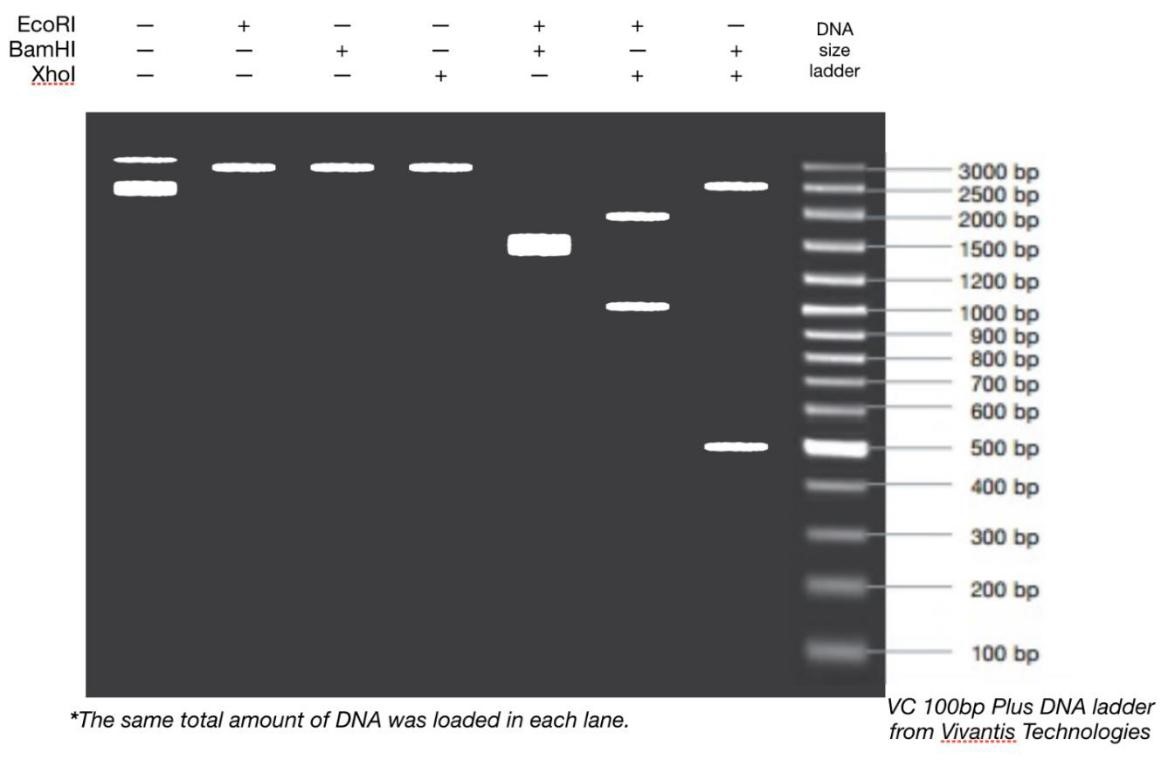 complete the following problems restriction enzymes res which cut d na ...