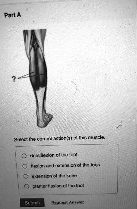 SOLVED: Select the correct action(s) of this muscle: - dorsiflexion of ...