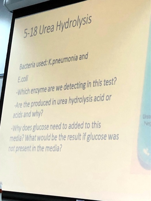 SOLVED:Urea Hydrolysis 5-18 'Kpneumonia = and Bacteria . used;| Ecoll ...