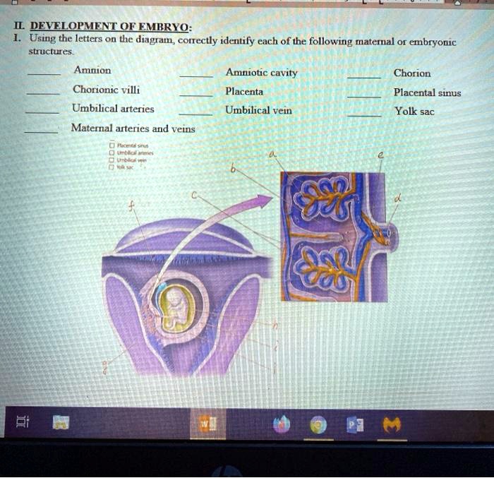 Development Of Embryo I Using The Letters On The Diagram Correctly Identify Each Of The