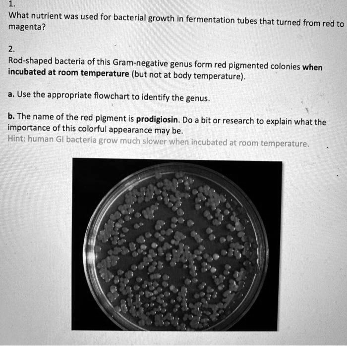 SOLVED: What nutrient was used for bacterial growth in fermentation ...