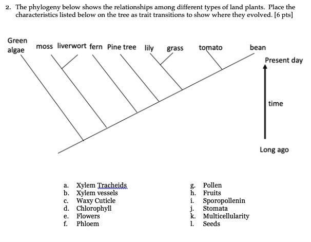 SOLVED: The phylogeny below shows the relationships among different ...