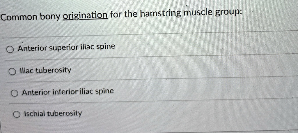Common bony origination for the hamstring muscle group: Anterior ...