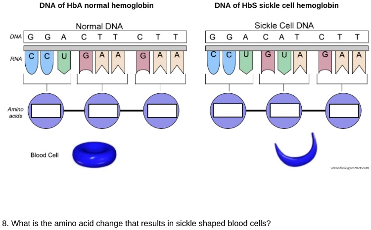 SOLVED: Use the codon chart to determine the amino acids created from ... SOLVED: Use the codon chart to determine the amino acids created from ...