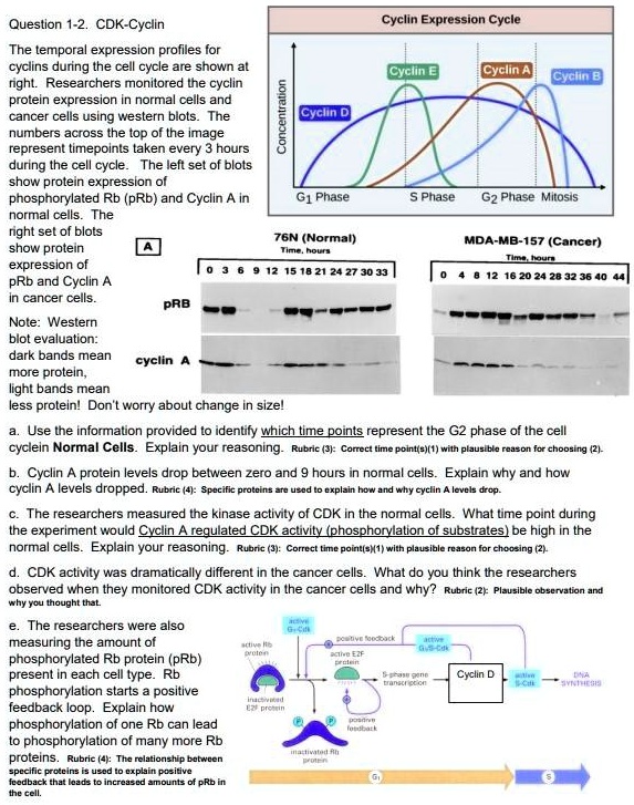 question 1 2 cdk cyclin cyclin expression cycle the temporal expression ...