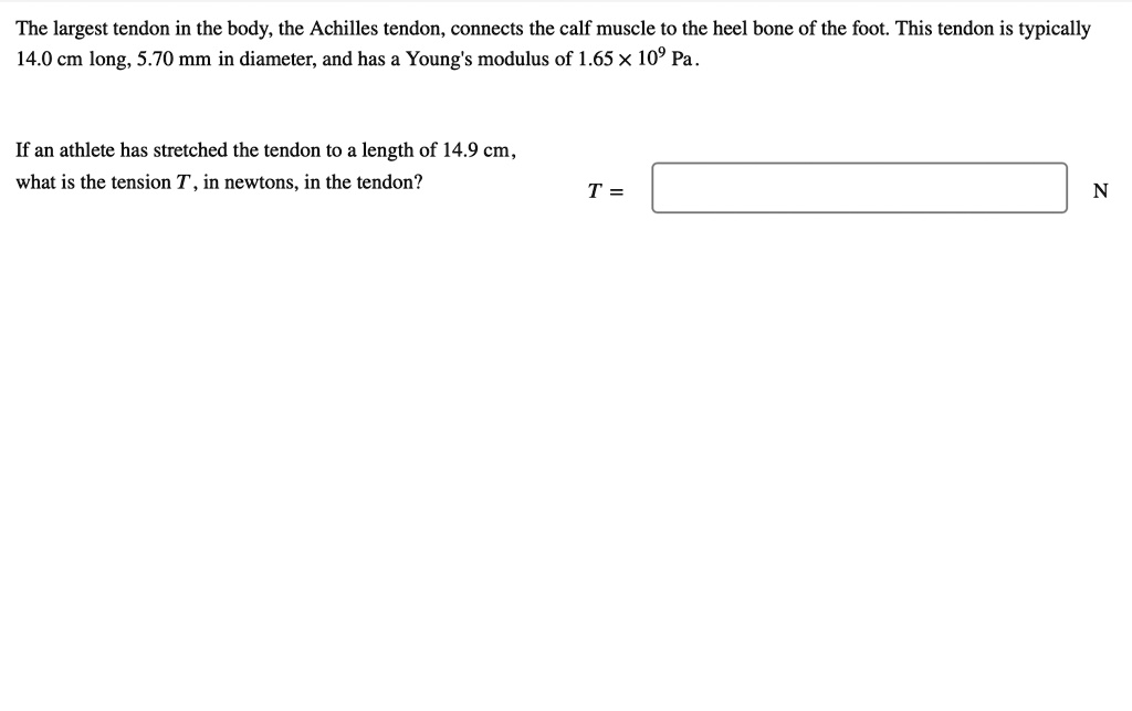 SOLVED The Largest Tendon In The Body The Achilles Tendon Connects