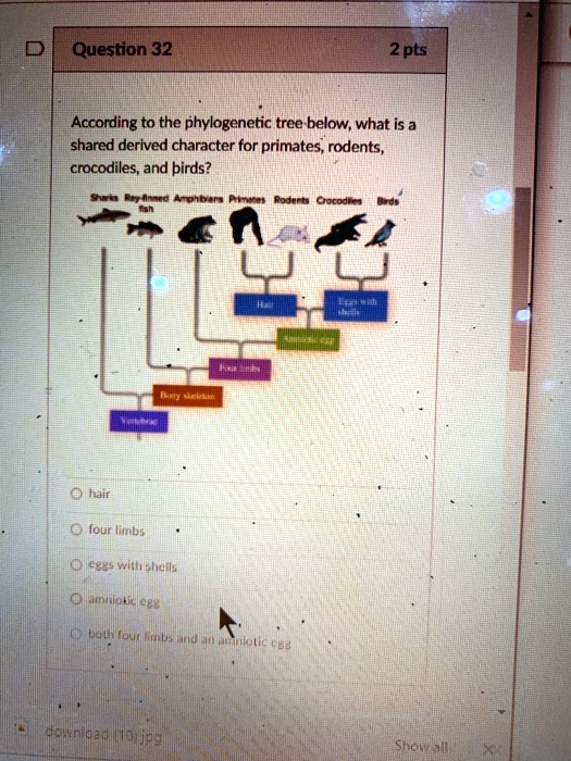 SOLVED: Question 32 2pts According to the phylogenetic tree- below ... SOLVED: Question 32 2pts According to the phylogenetic tree- below ...