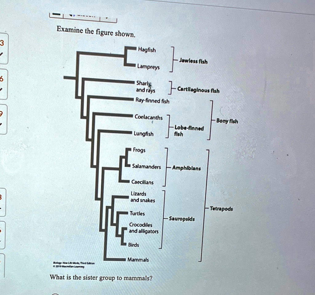 Examine the figure shown. Hagfish Jawless fish Lampreys Sharks and rays ...
