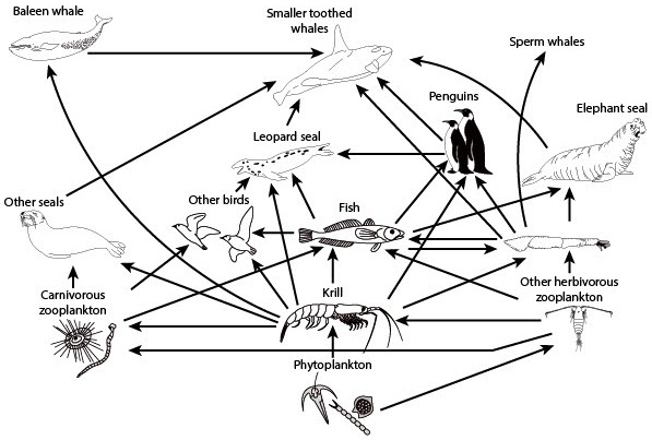 Baleen whale Smaller toothed wales Penguins Leopard seal Other seals ...