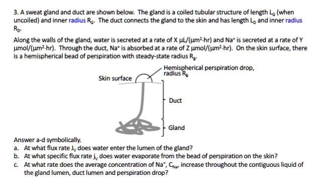 A sweat gland and duct are shown below. The gland is a coiled tubular ...