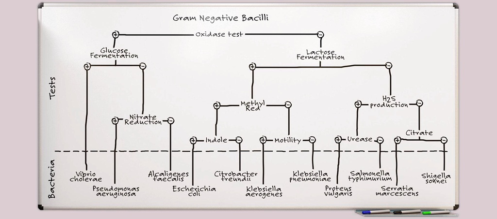 Escherichia Coli Gram