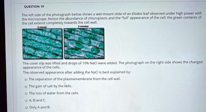 SOLVED: The left side of the photograph below shows a wet-mount slide ...