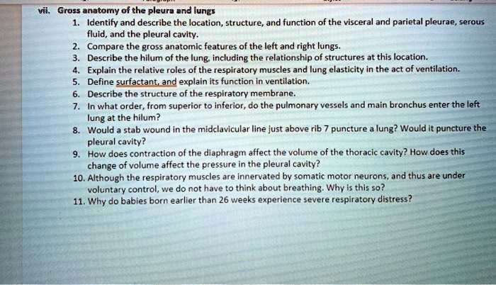 vii. Gross anatomy of the pleura and lungs 1. Identify and describe the ...