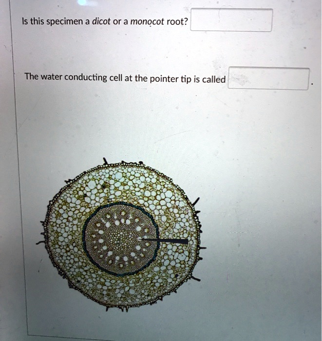 SOLVED: Is this specimen a dicot or a monocot root? The water ...