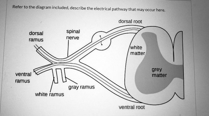 SOLVED: Refer to the 'diagram included, describe the electrical pathway ...