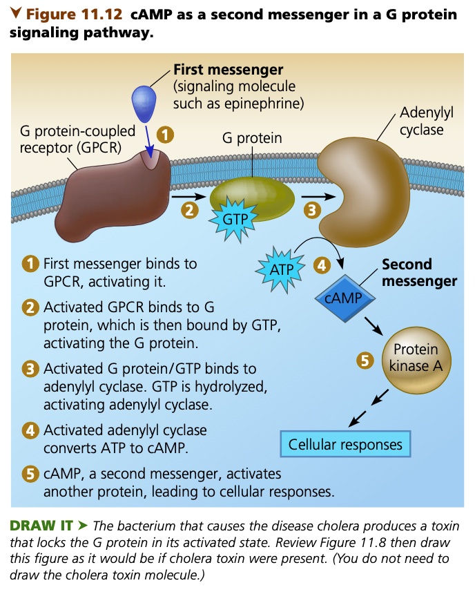 Figure 11 12 CAMP As A Second Messenger In A Protein Signaling Pathway Figure 11 12 CAMP As A Second Messenger In A Protein Signaling Pathway