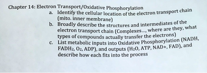 SOLVED: Chapter 14: Electron Transport/Oxidative Phosphorylation Identify the cellular location ...