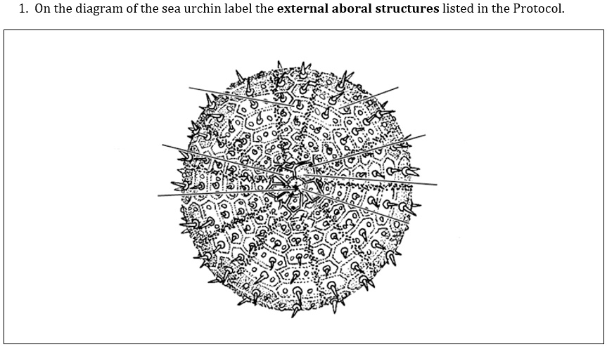 SOLVED: On the diagram of the sea urchin label the external aboral ...