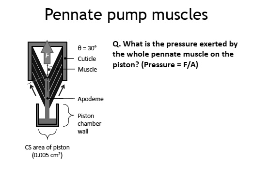 pennate pump muscles what is the pressure exerted by the whole pennate ...