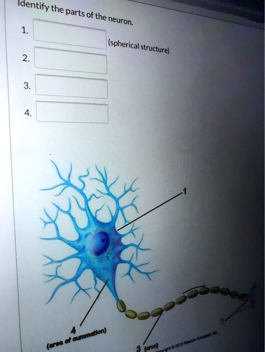 SOLVED: Identify = the parts of the neuron; (spherical = structure)