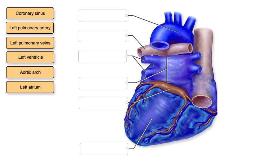 SOLVED: 'Correctly label the following external anatomy of the posterior heart. Coronary sinus ...