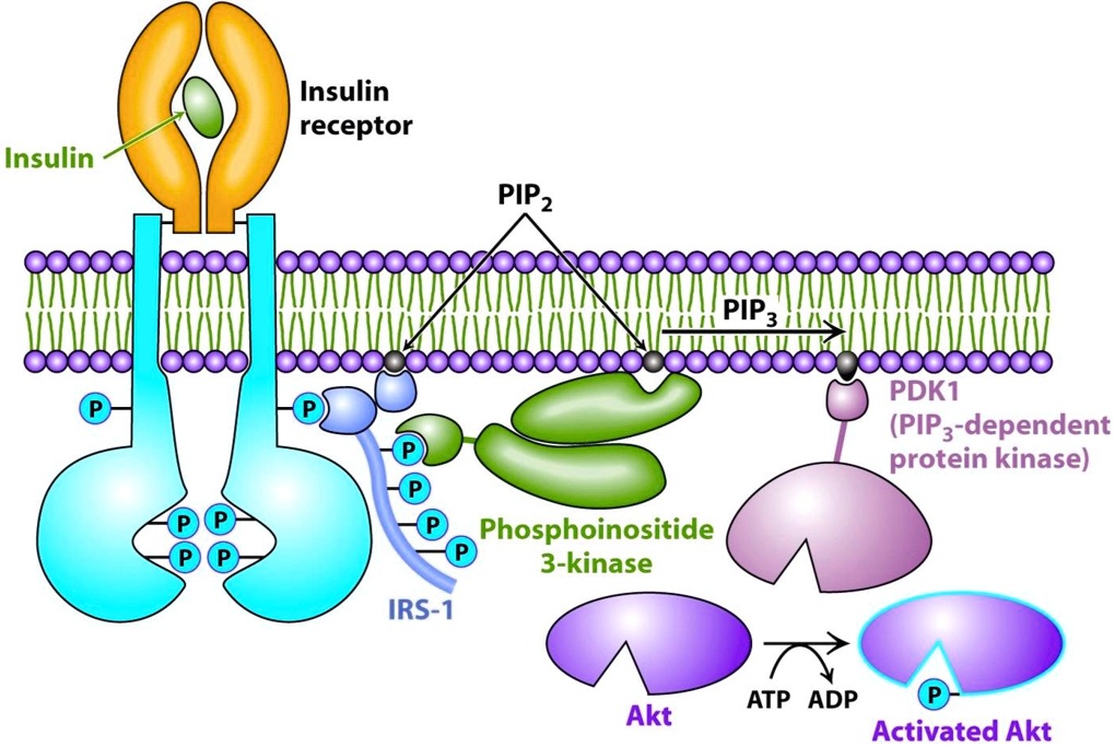 SOLVED: Insulin receptor Insulin PIPz PIPa PDKI (PIP3-dependent protein ...