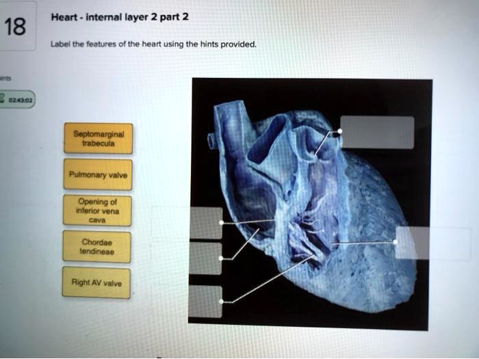 18 heart internal layer2part 2 label the features of the heart using ...