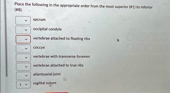 1. occipital condyle 2. sagittal suture 3. atlantoaxial joint 4 ...