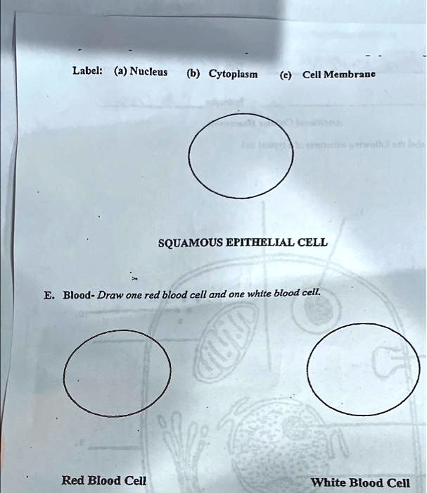 Label: (a) Nucleus (b) Cytoplasm (c) Cell Membrane SQUAMOUS...