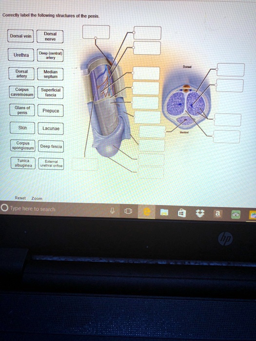 correctly label the folowing structures of the penis dorsal vein dorsal nerve urethra deep ...