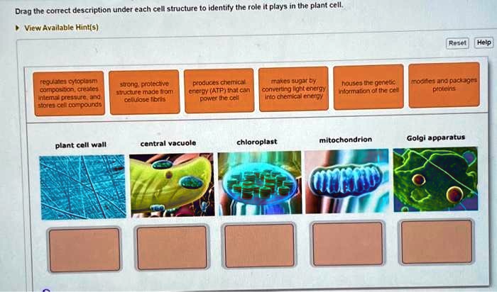 SOLVED: Texts: Drag the correct description under each cell structure ...