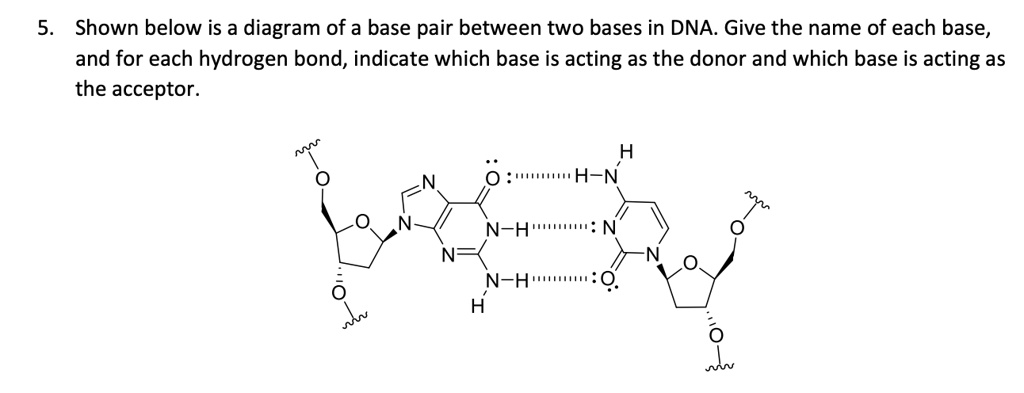 SOLVED: Shown below is a diagram of a base pair between two bases in ...