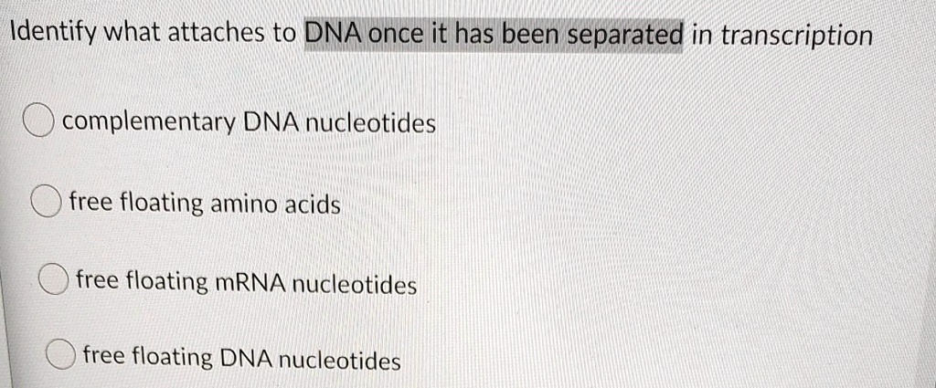 SOLVED: Identify what attaches to DNA once it has been separated in ...