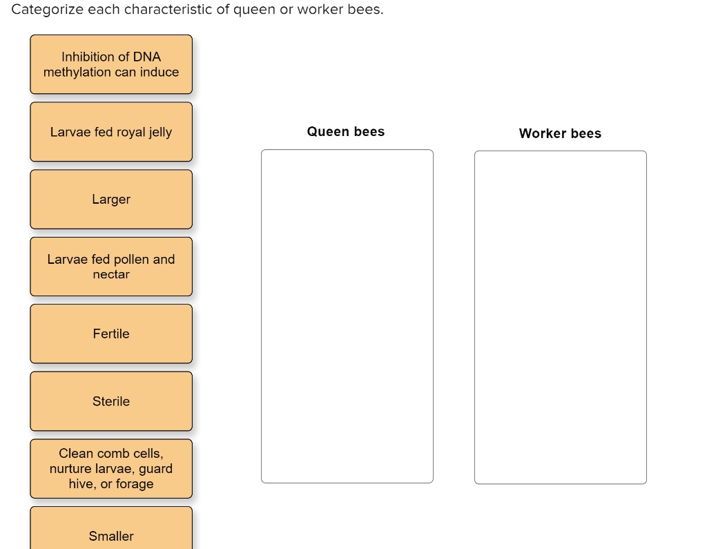 SOLVED: Categorize each characteristic of queen or worker bees ... SOLVED: Categorize each characteristic of queen or worker bees ...