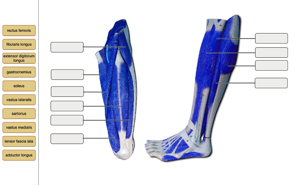 rectus femoris fibularis longus extensor digitorum longus gastrocnemius ...