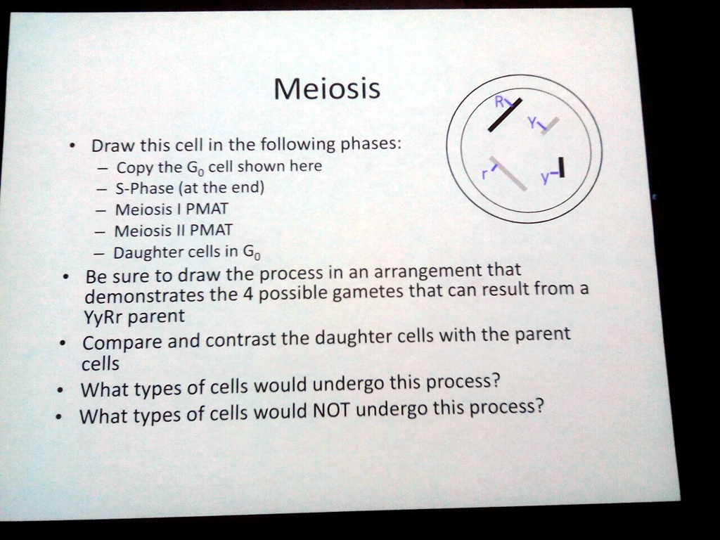 Meiosis • Draw this cell in the following phases: — Copy the G? cell ...